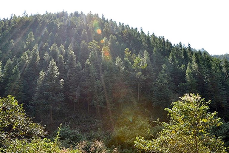 Balancing Ecological and Economic Development through Sustainable ...